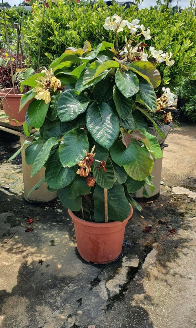 Flowering plant - Chonemorpha fragrans, frangipani vine , climbing ...