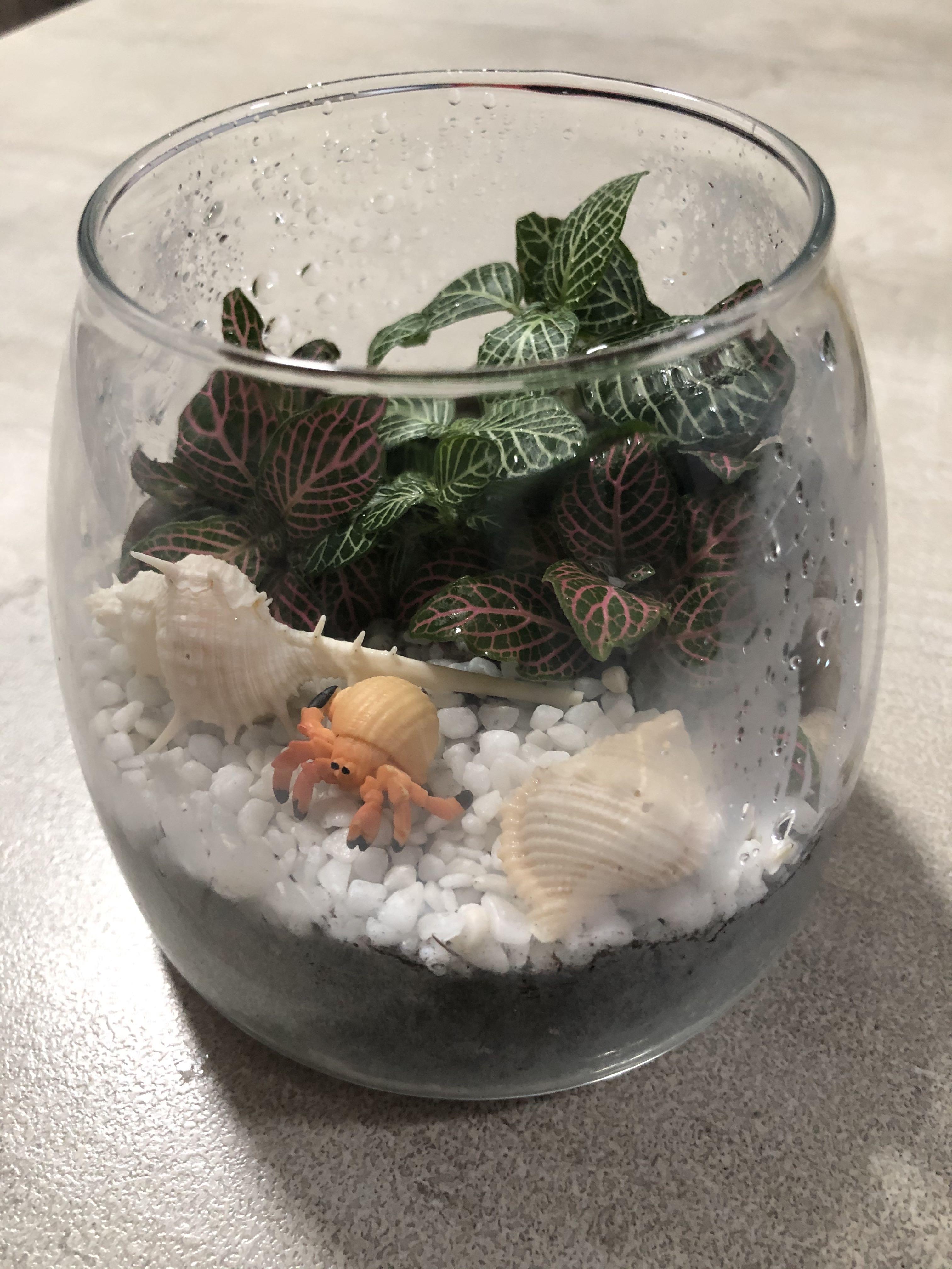 Terrarium - Seashells and Hermit Crab theme, Furniture & Home Living ...
