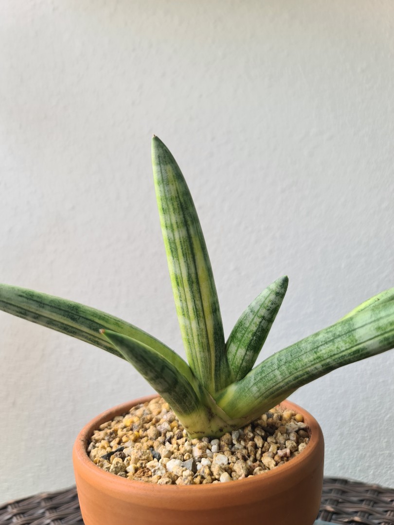 Variegated Sansevieria Boncellensis/Boncel Predator, Furniture & Home ...