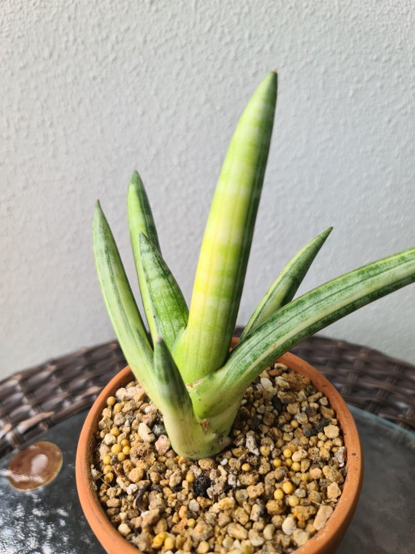 Variegated Sansevieria Boncellensis/Boncel Predator, Furniture & Home ...