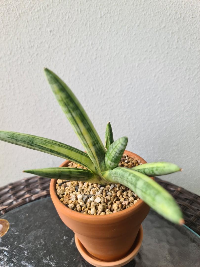 Variegated Sansevieria Boncellensis/Boncel Predator, Furniture & Home ...