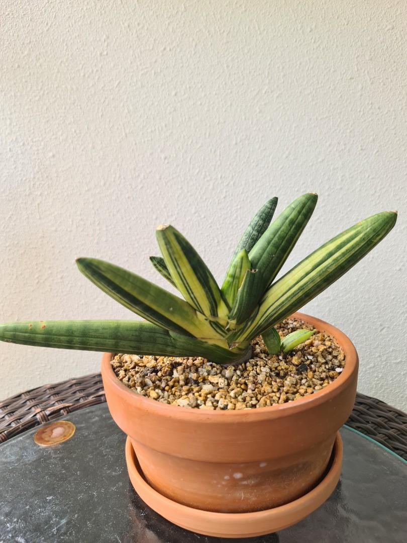 Variegated Sansevieria Boncellensis/Boncel Predator, Furniture & Home ...