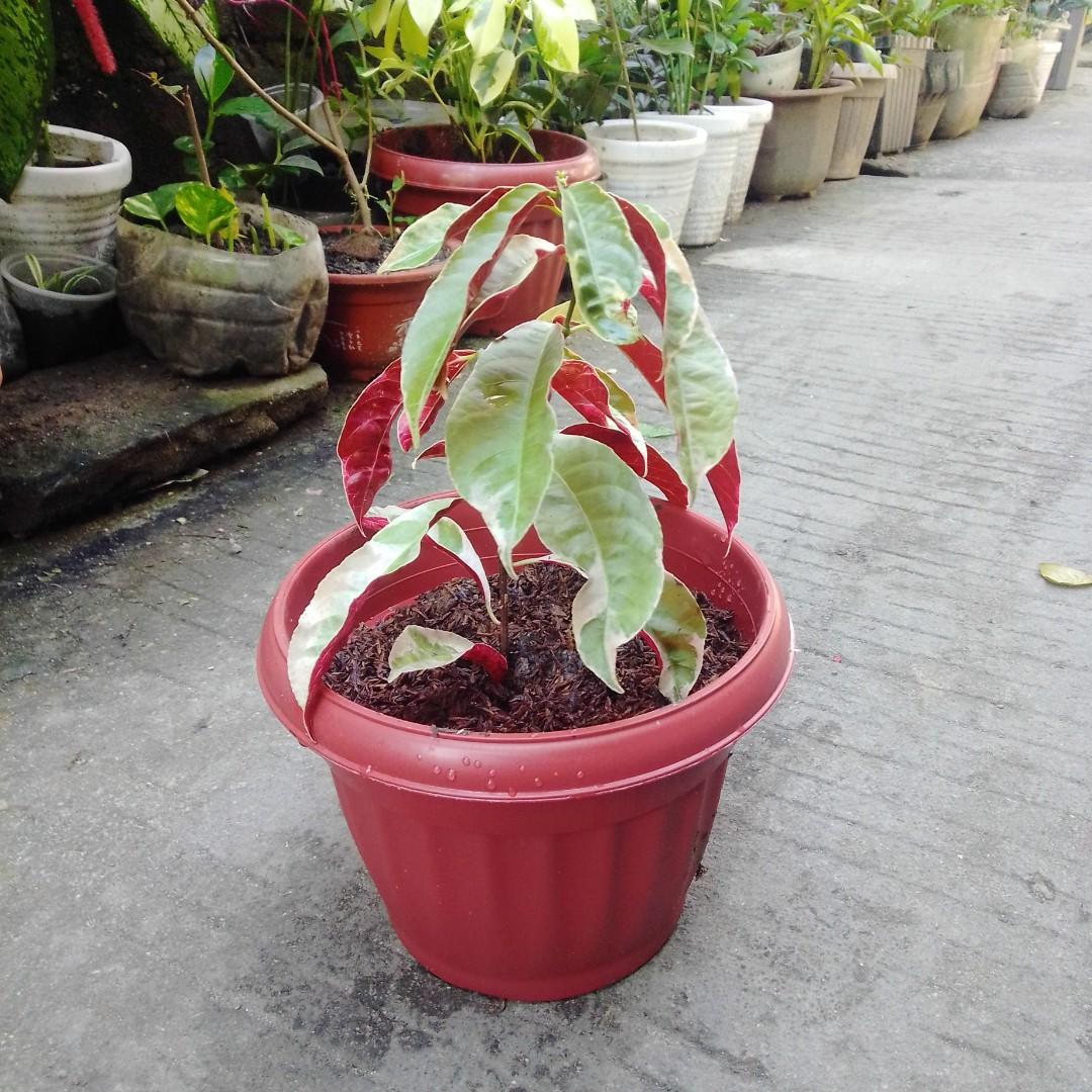 Chinese Croton, Furniture & Home Living, Gardening, Plants & Seeds on ...