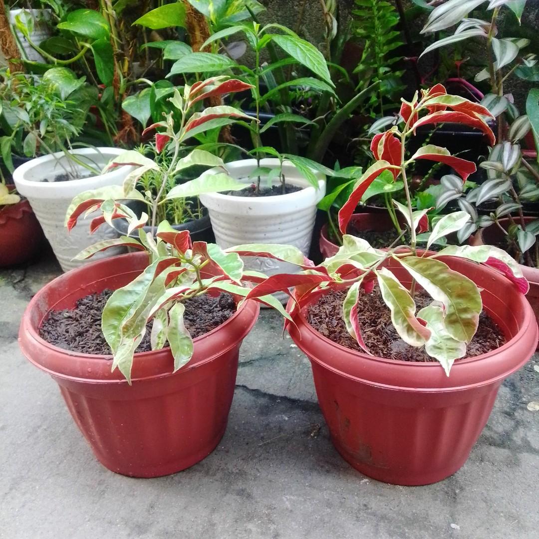 Chinese Croton, Furniture & Home Living, Gardening, Plants & Seeds on ...