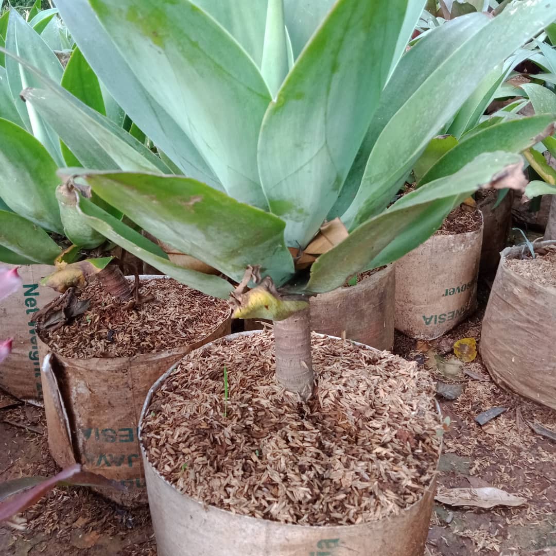 Pohon tanaman siklok, Perkebunan di Carousell
