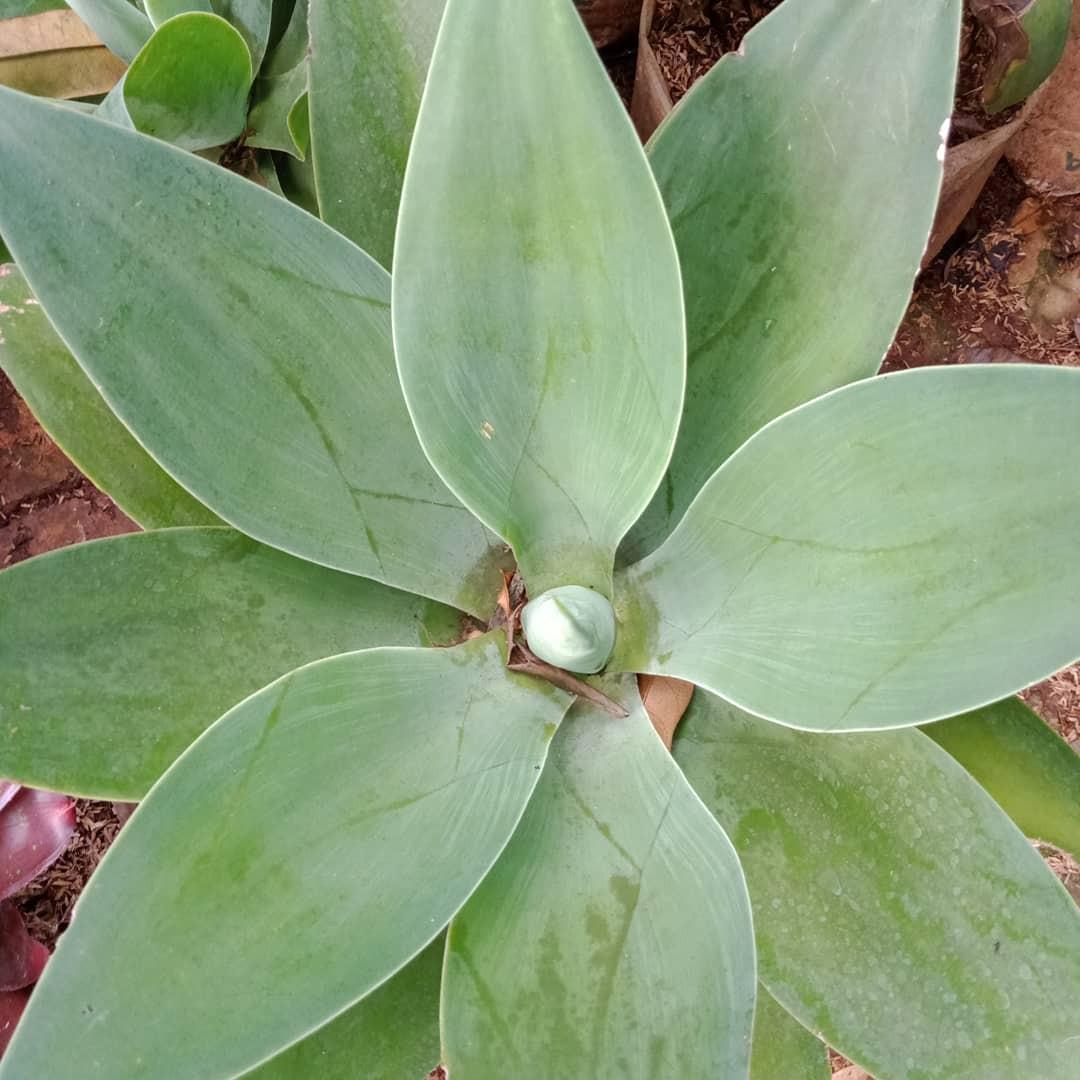 Pohon tanaman siklok, Perkebunan di Carousell