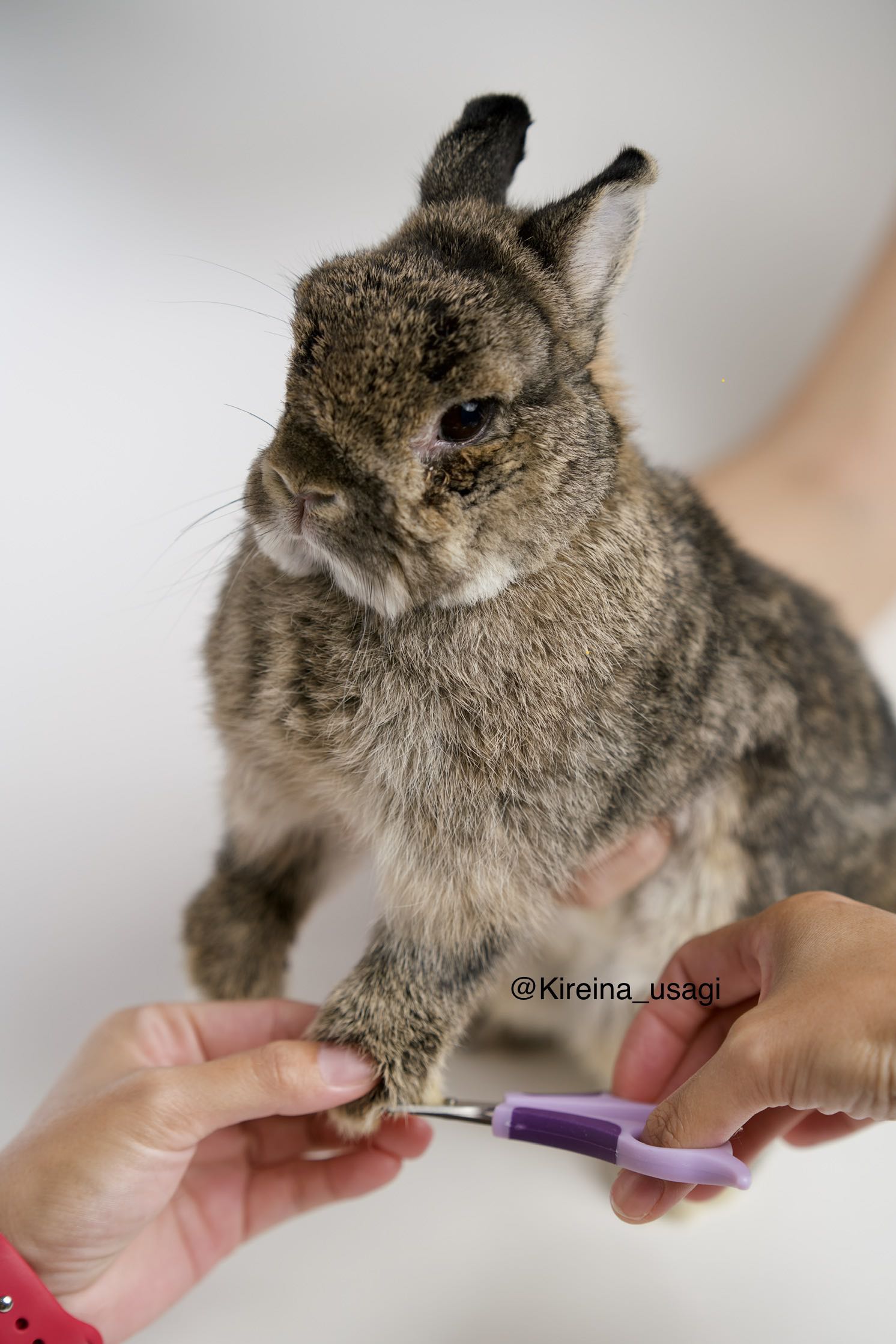 Rabbit Grooming, Lifestyle Services, Pet Care Services on Carousell