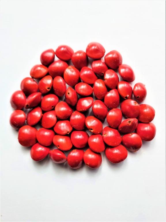 Drilled With Hole Red Saga Seeds , Hobbies & Toys, Stationery & Craft ...