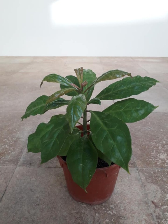 Seven Star Needle/Pereskia Bleo, Furniture & Home Living, Gardening ...