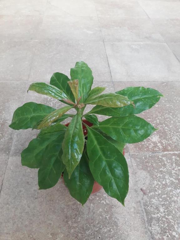 Seven Star Needle/Pereskia Bleo, Furniture & Home Living, Gardening ...