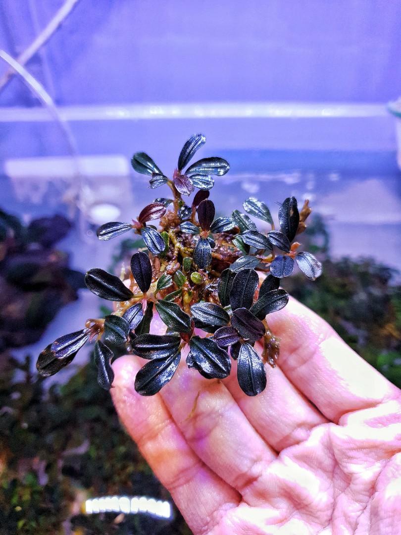 Brownie Amanda Bucephalandra Bucep Buce Plant, Furniture & Home Living ...
