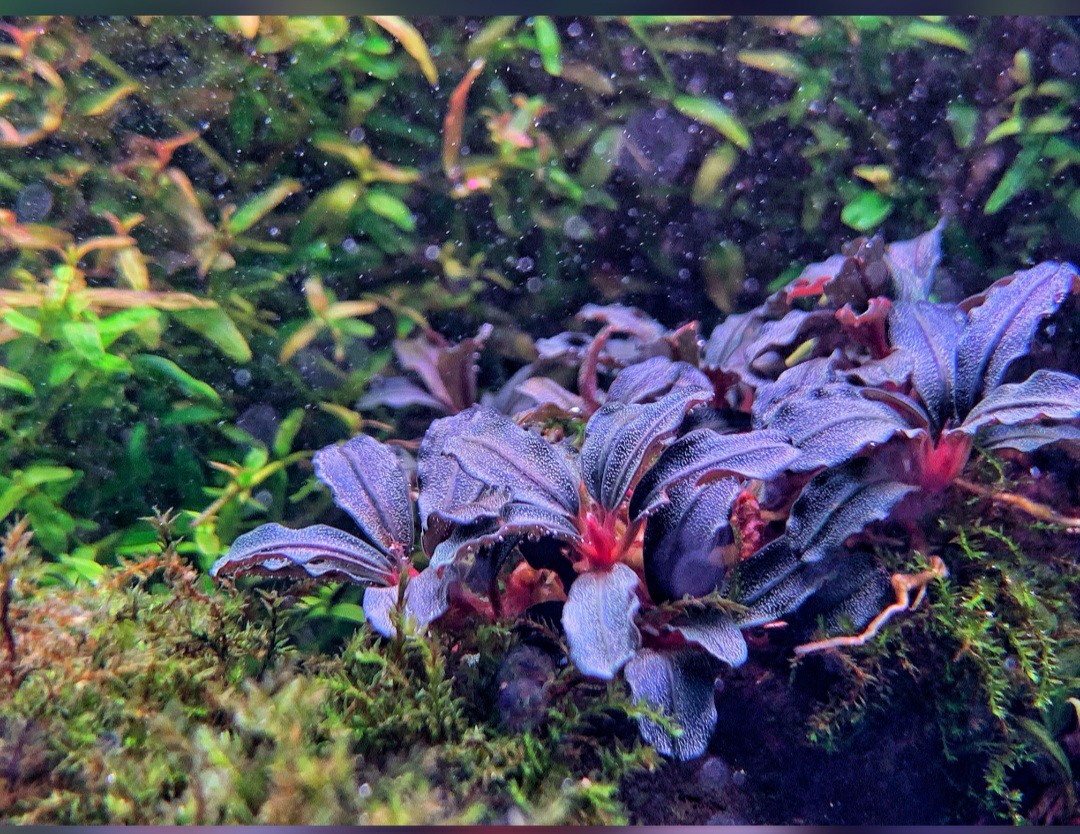 Brownie Amanda Bucephalandra Bucep Buce Plant, Furniture & Home Living ...