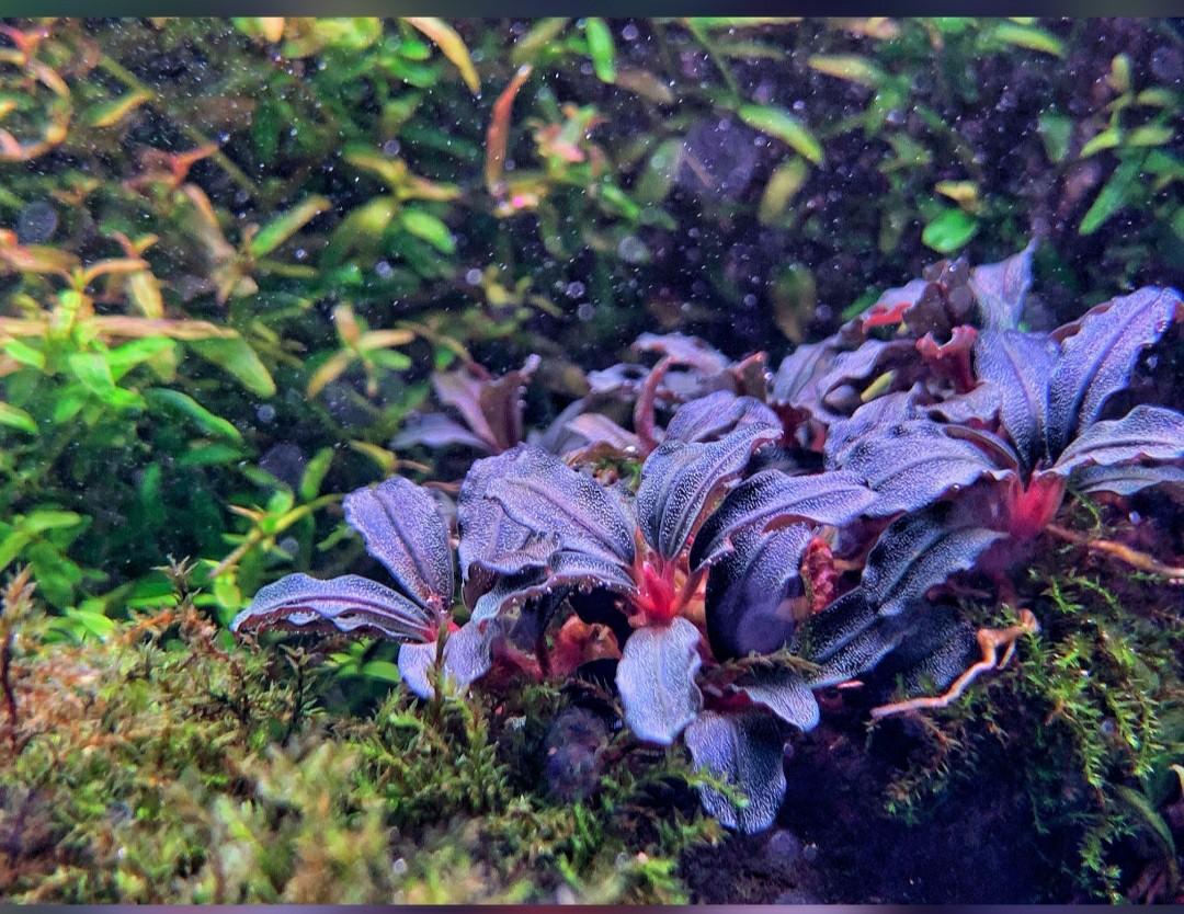 Brownie Amanda Bucephalandra Bucep Buce Plant, Furniture & Home Living ...