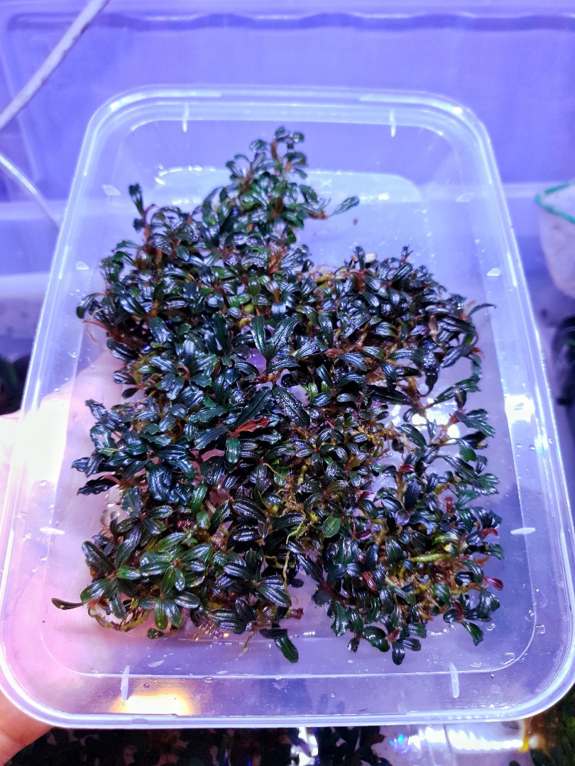 Bucephalandra Brownie Phantom Clumps Buce Bucep, Furniture & Home ...