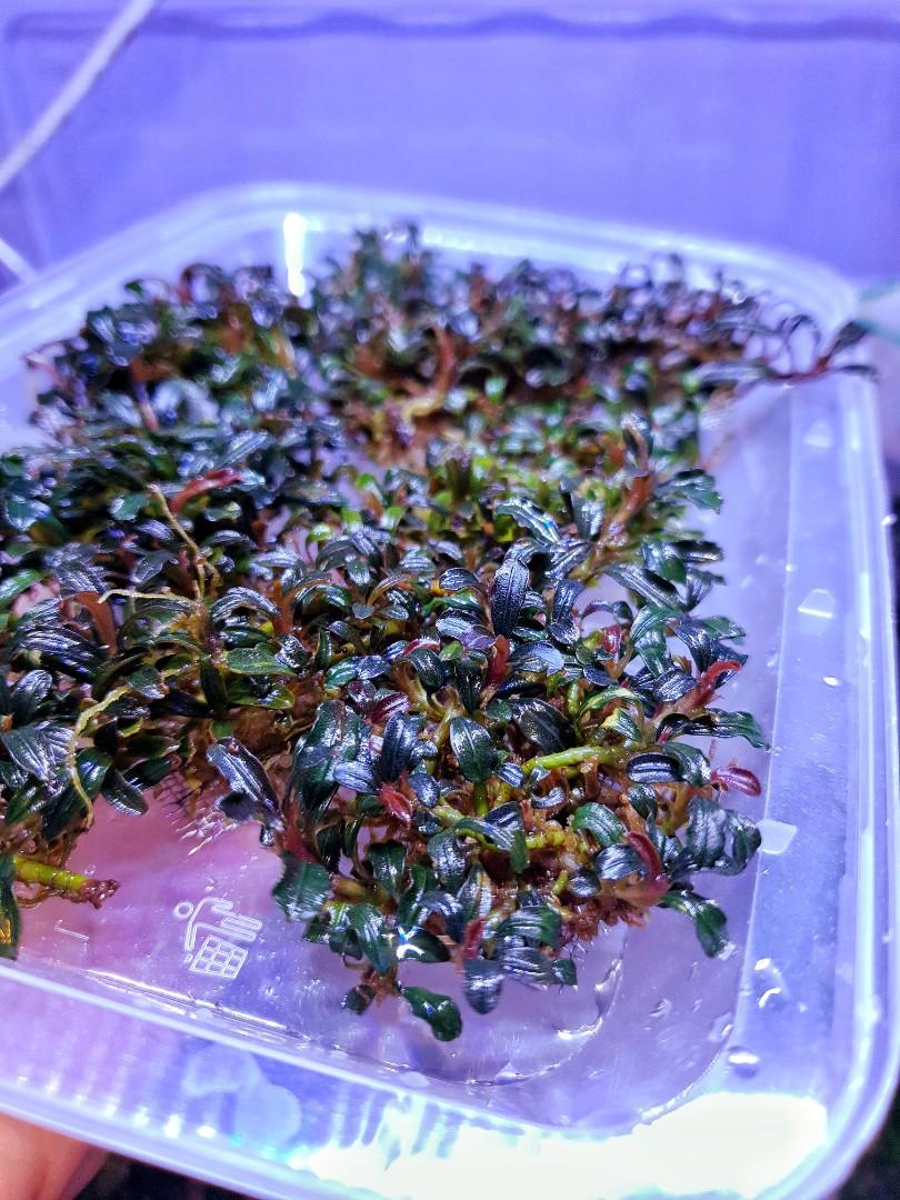 Bucephalandra Brownie Phantom Clumps Buce Bucep, Furniture & Home ...
