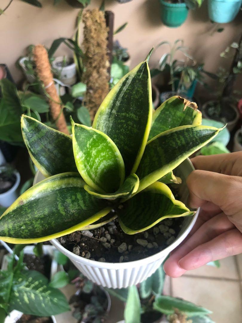 Dwarf Snake Plant, Furniture & Home Living, Gardening, Plants & Seeds ...