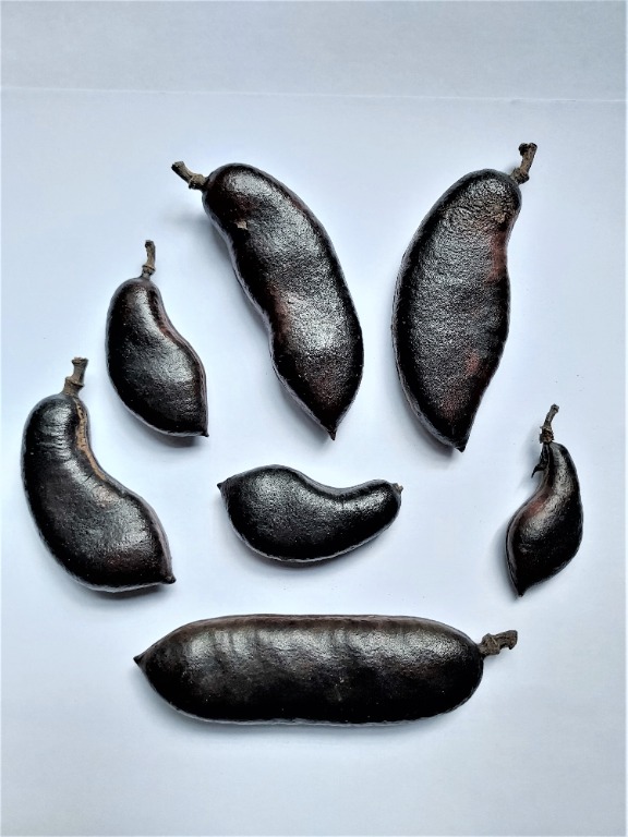 Leopard Tree Fruit Pods, Design & Craft, Craft Supplies & Tools on ...