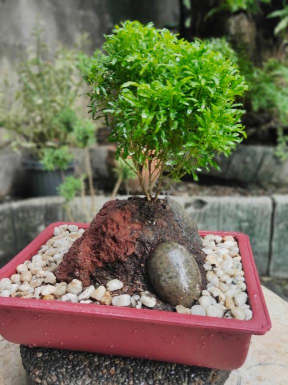 Bonsai Golden Papua, Furniture & Home Living, Gardening, Plants & Seeds ...