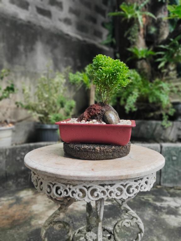 Bonsai Golden Papua, Furniture & Home Living, Gardening, Plants & Seeds ...