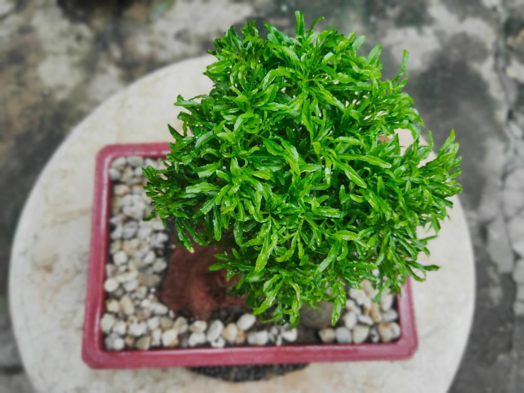 Bonsai Golden Papua, Furniture & Home Living, Gardening, Plants & Seeds ...