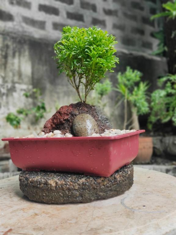 Bonsai Golden Papua, Furniture & Home Living, Gardening, Plants & Seeds ...