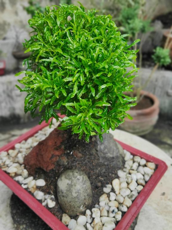 Bonsai Golden Papua, Furniture & Home Living, Gardening, Plants & Seeds ...