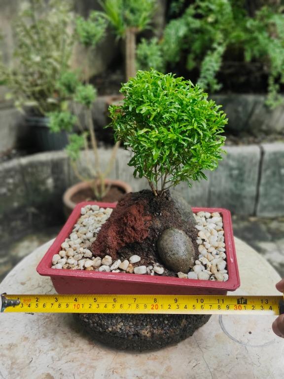 Bonsai Golden Papua, Furniture & Home Living, Gardening, Plants & Seeds ...