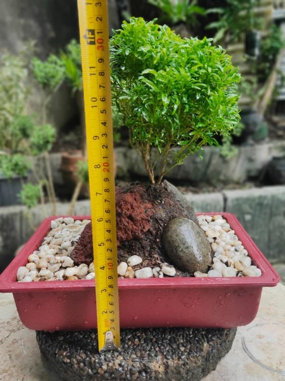 Bonsai Golden Papua, Furniture & Home Living, Gardening, Plants & Seeds ...