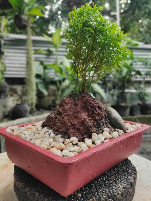 Bonsai Golden Papua, Furniture & Home Living, Gardening, Plants & Seeds ...