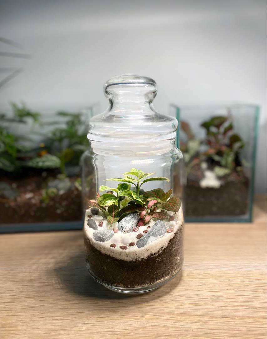 Custom Terrariums!, Furniture & Home Living, Home Decor, Artificial ...