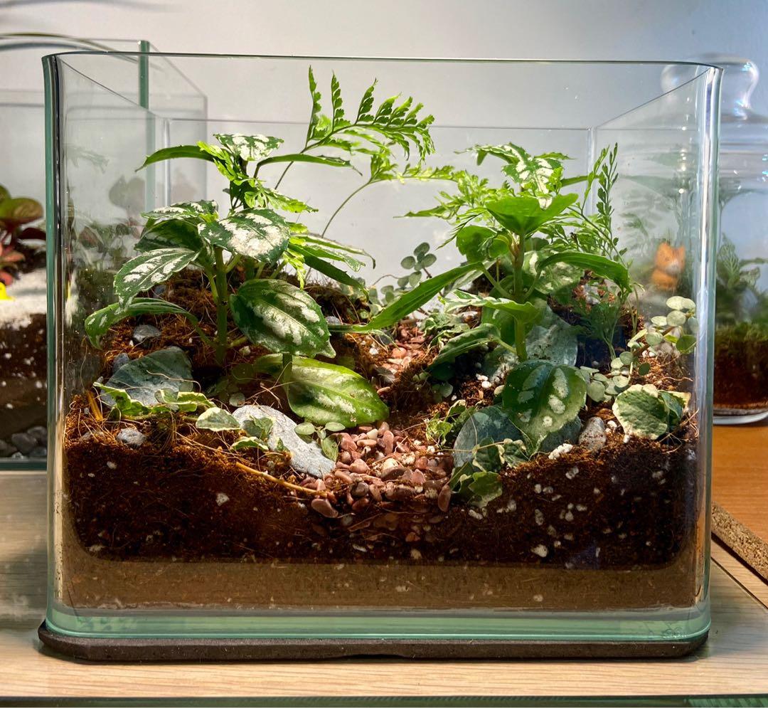 Custom Terrariums!, Furniture & Home Living, Home Decor, Artificial ...