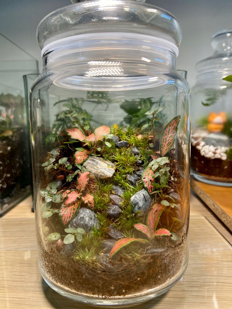Custom Terrariums!, Furniture & Home Living, Home Decor, Artificial ...