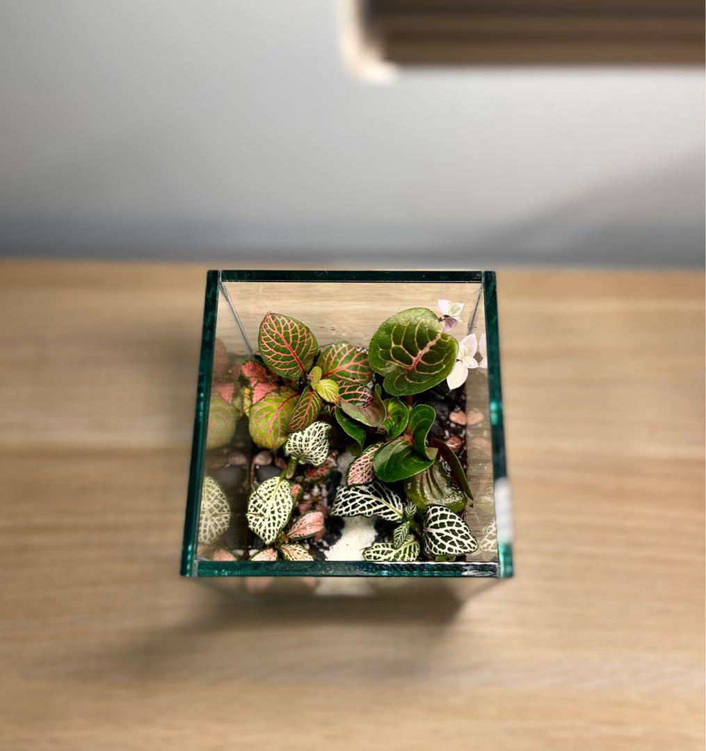 Custom Terrariums!, Furniture & Home Living, Home Decor, Artificial ...