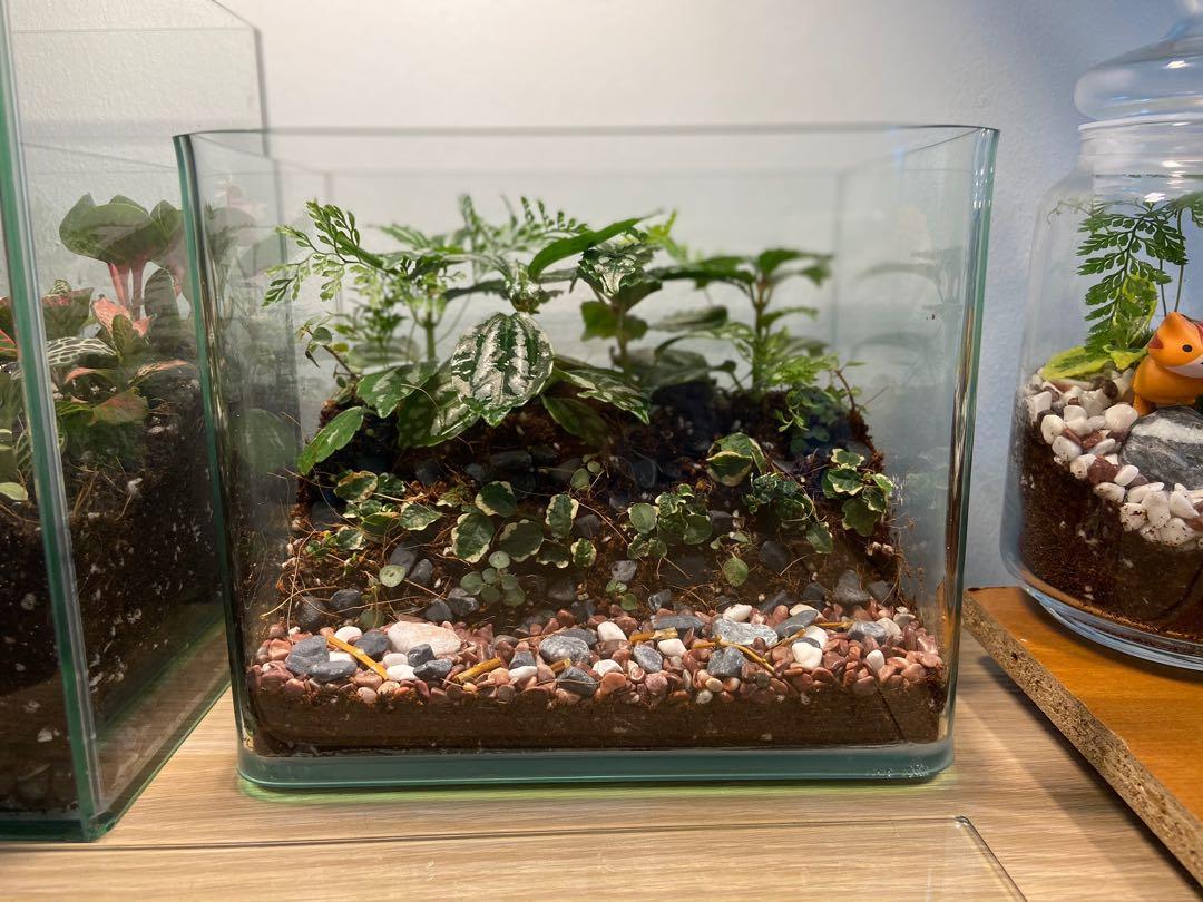 Custom Terrariums!, Furniture & Home Living, Home Decor, Artificial ...