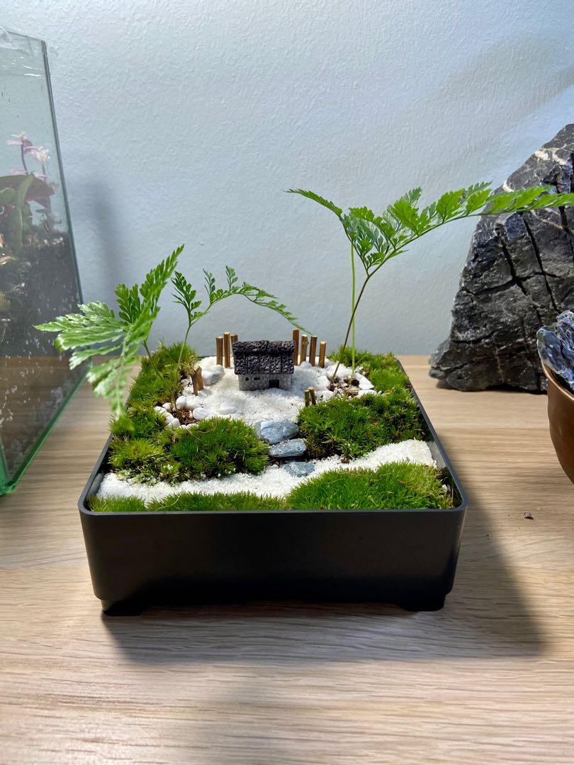 Custom Terrariums!, Furniture & Home Living, Home Decor, Artificial ...