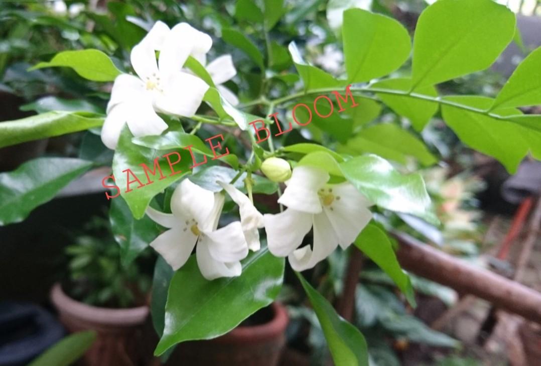 Kamuning (GRAFTED), Furniture & Home Living, Gardening, Plants & Seeds ...