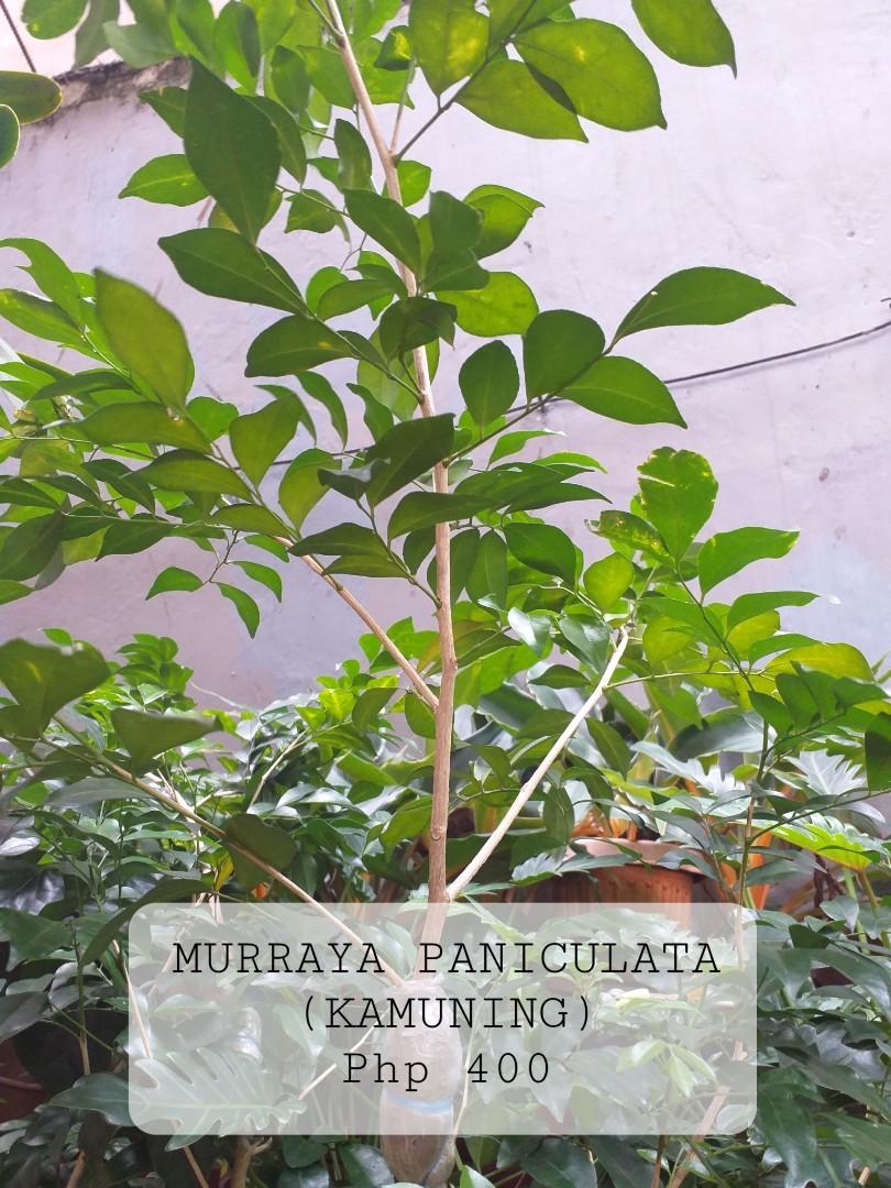 Kamuning (GRAFTED), Furniture & Home Living, Gardening, Plants & Seeds ...