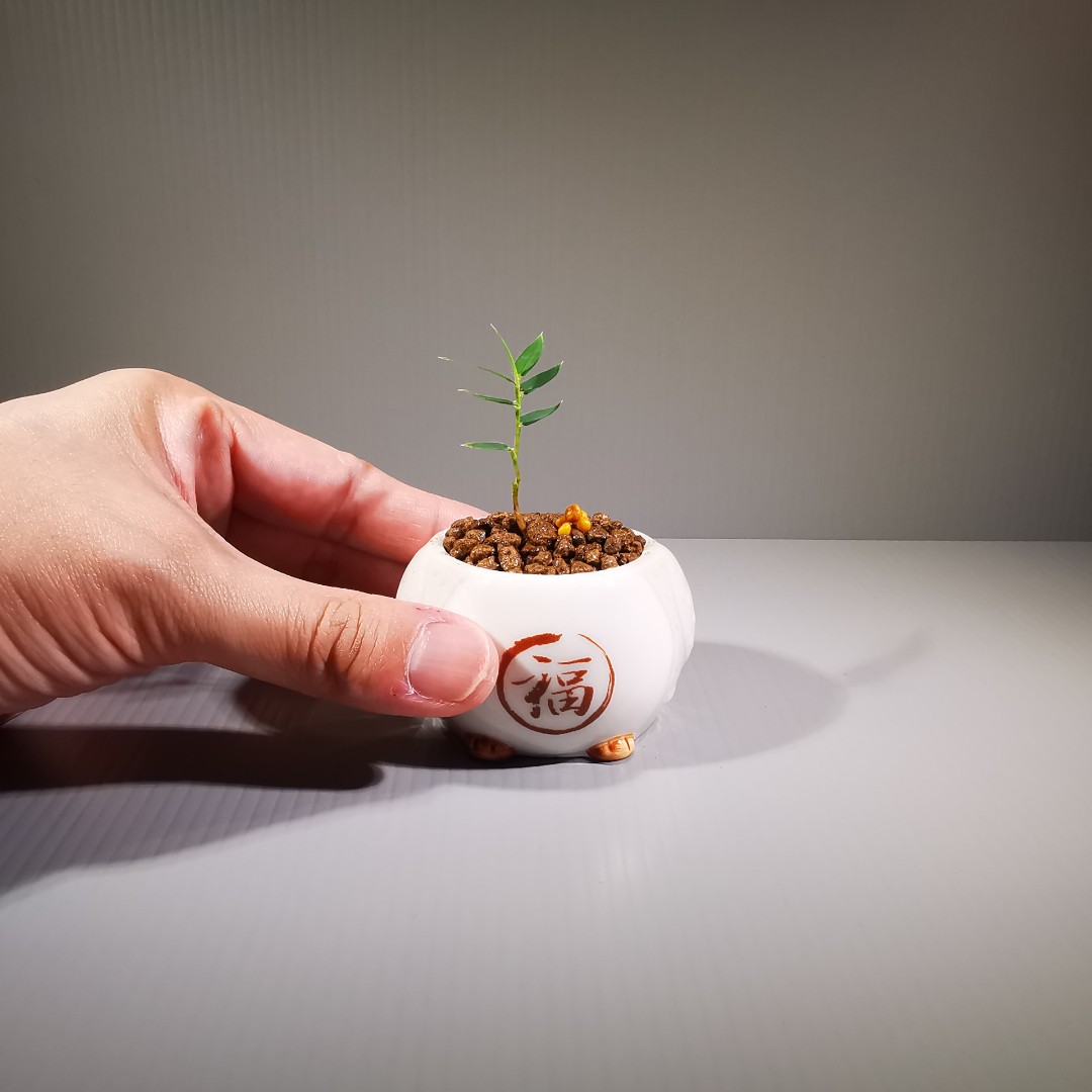 rare micro bamboo bonsai, Furniture & Home Living, Gardening, Plants ...