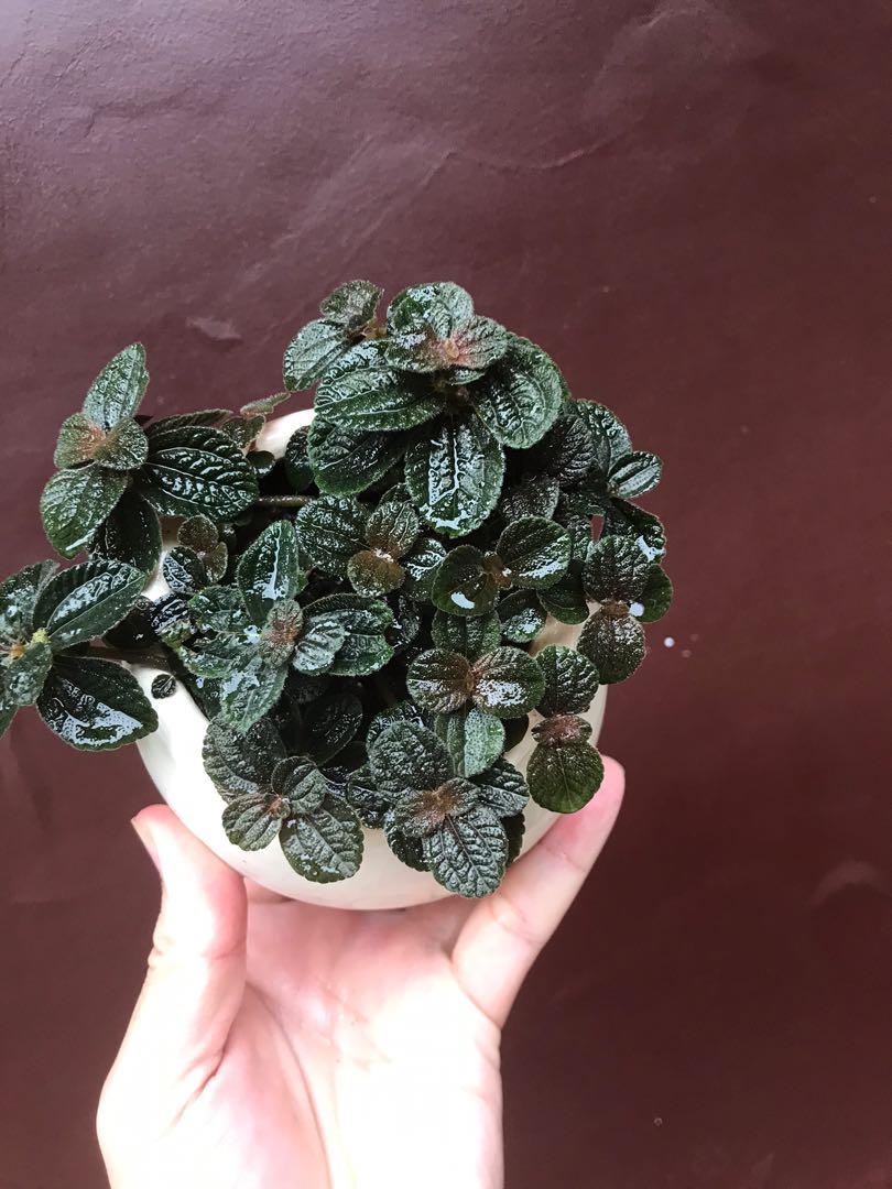 Pilea Repens, Furniture & Home Living, Gardening, Plants & Seeds on ...