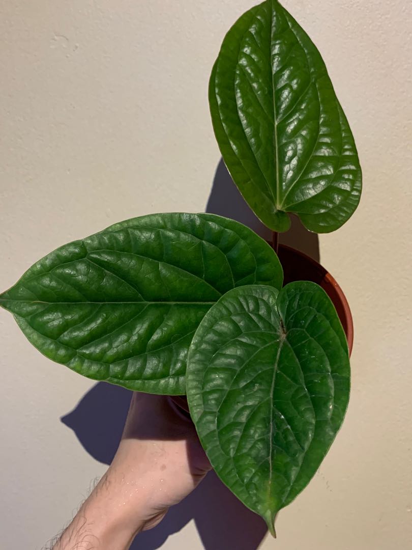 Anthurium Radicans, Furniture & Home Living, Gardening, Plants & Seeds ...