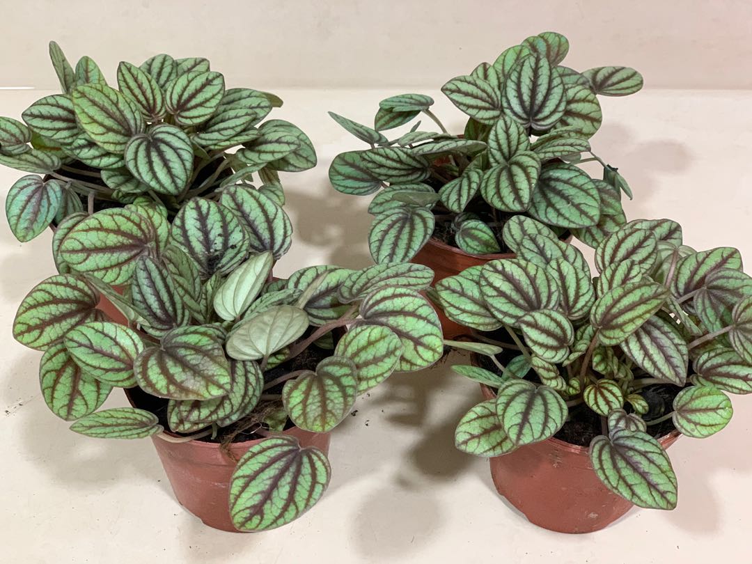Peperomia Piccolo Banda, Furniture & Home Living, Gardening, Plants ...