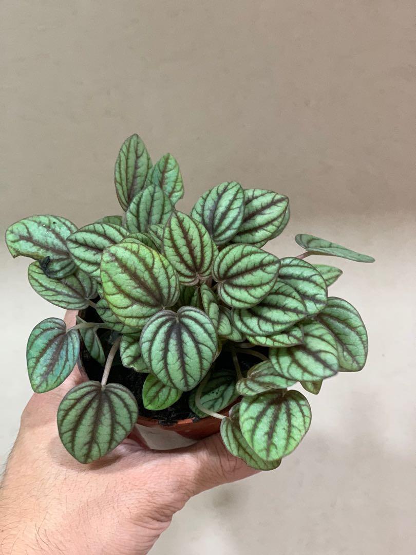 Peperomia Piccolo Banda, Furniture & Home Living, Gardening, Plants ...