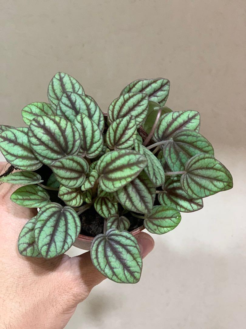 Peperomia Piccolo Banda, Furniture & Home Living, Gardening, Plants ...