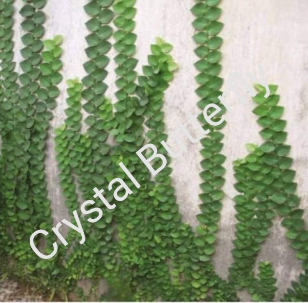 Shingle plant, Furniture & Home Living, Gardening, Plants & Seeds on ...