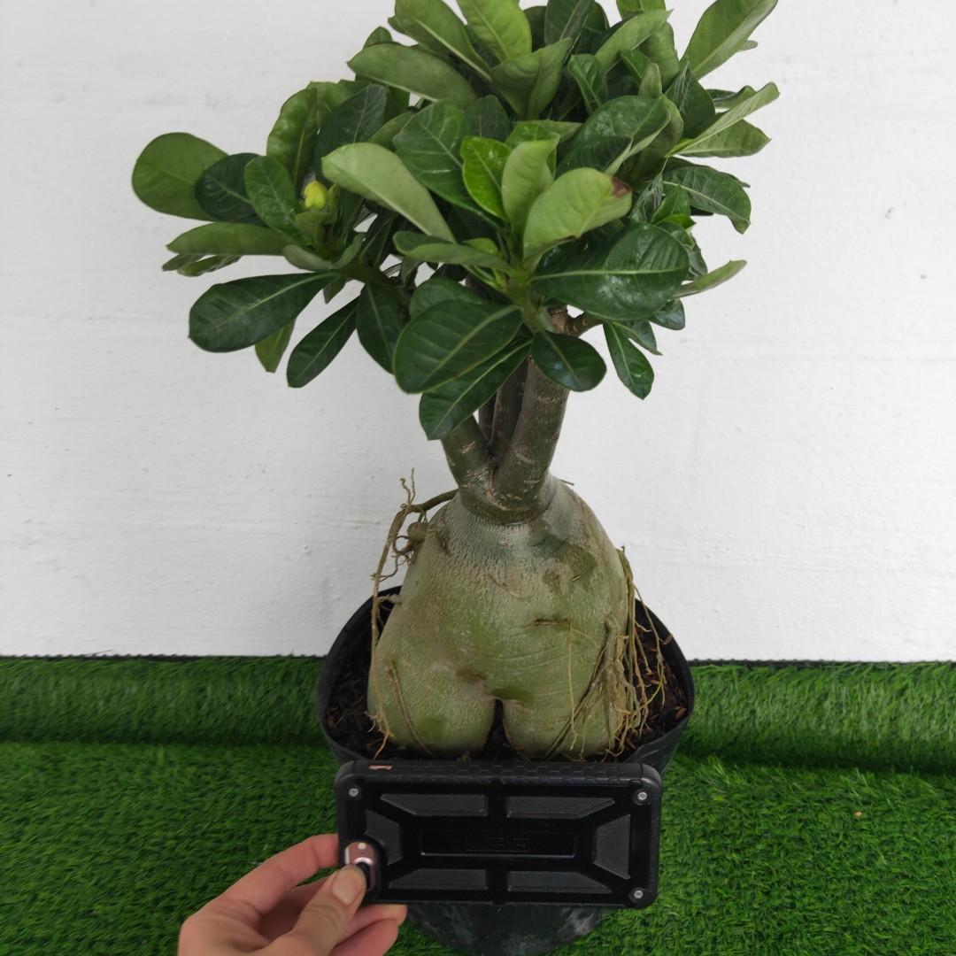 Beautiful 6Inch Caudex Adenium (Red Rose), Furniture & Home Living ...