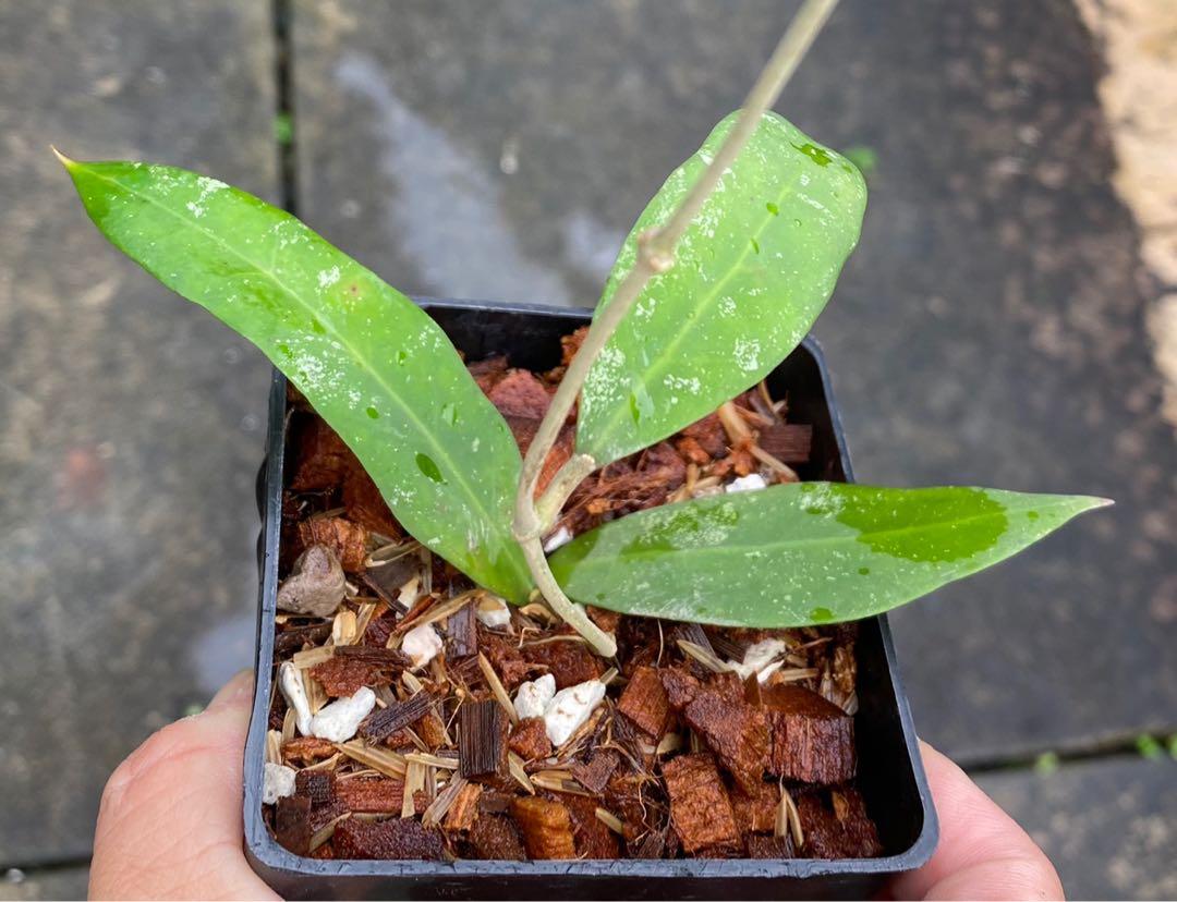 Hoya ruthiae, Furniture & Home Living, Gardening, Plants & Seeds on ...