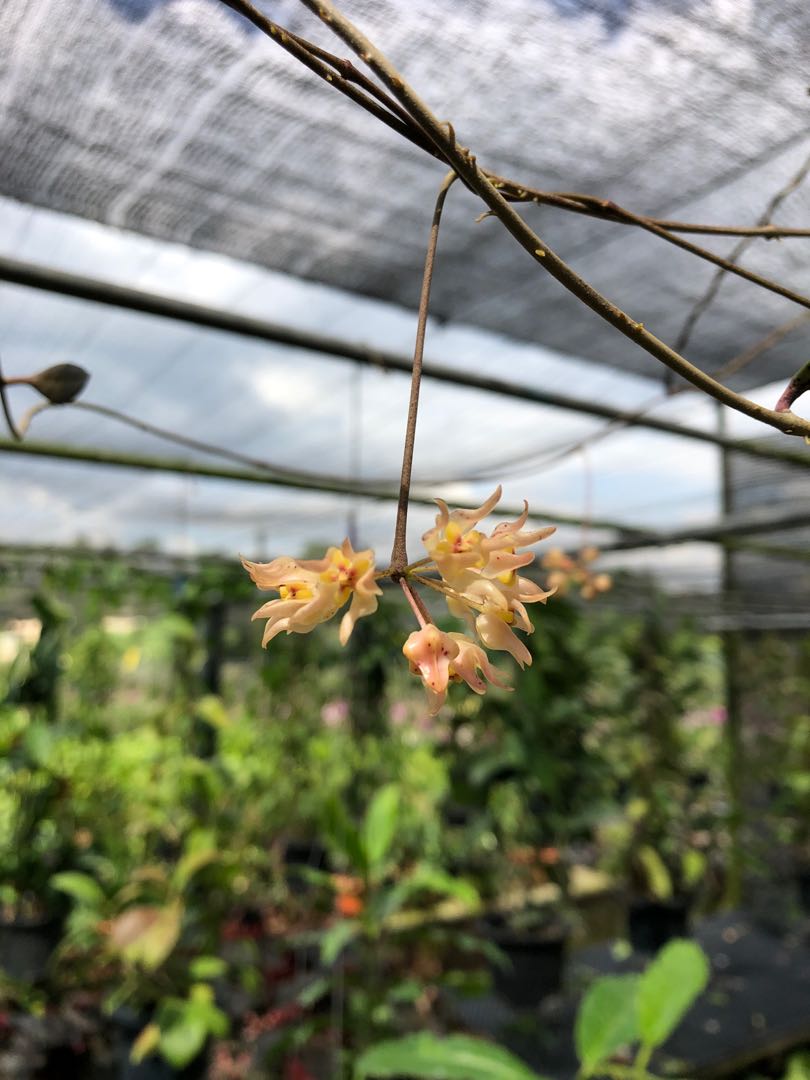 Hoya ruthiae, Furniture & Home Living, Gardening, Plants & Seeds on ...