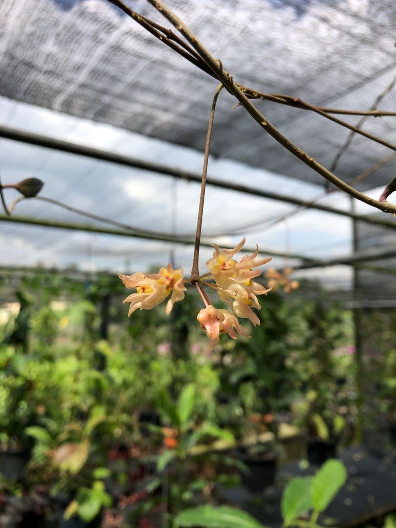 Hoya ruthiae, Furniture & Home Living, Gardening, Plants & Seeds on ...