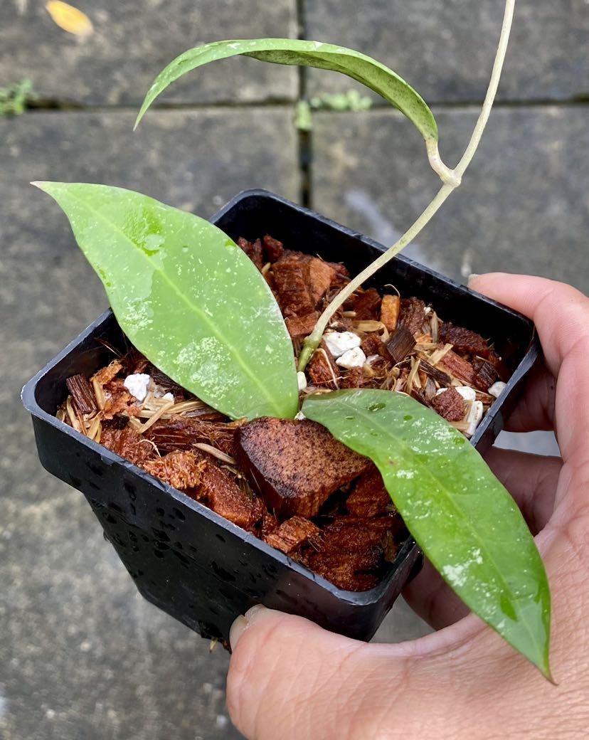 Hoya ruthiae, Furniture & Home Living, Gardening, Plants & Seeds on ...