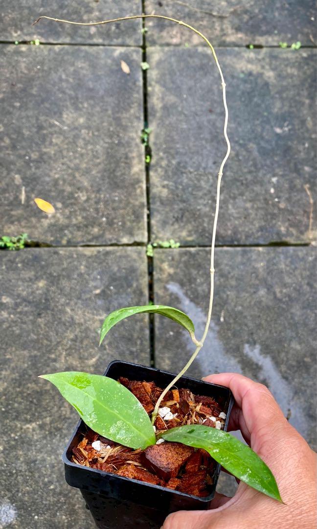 Hoya ruthiae, Furniture & Home Living, Gardening, Plants & Seeds on ...